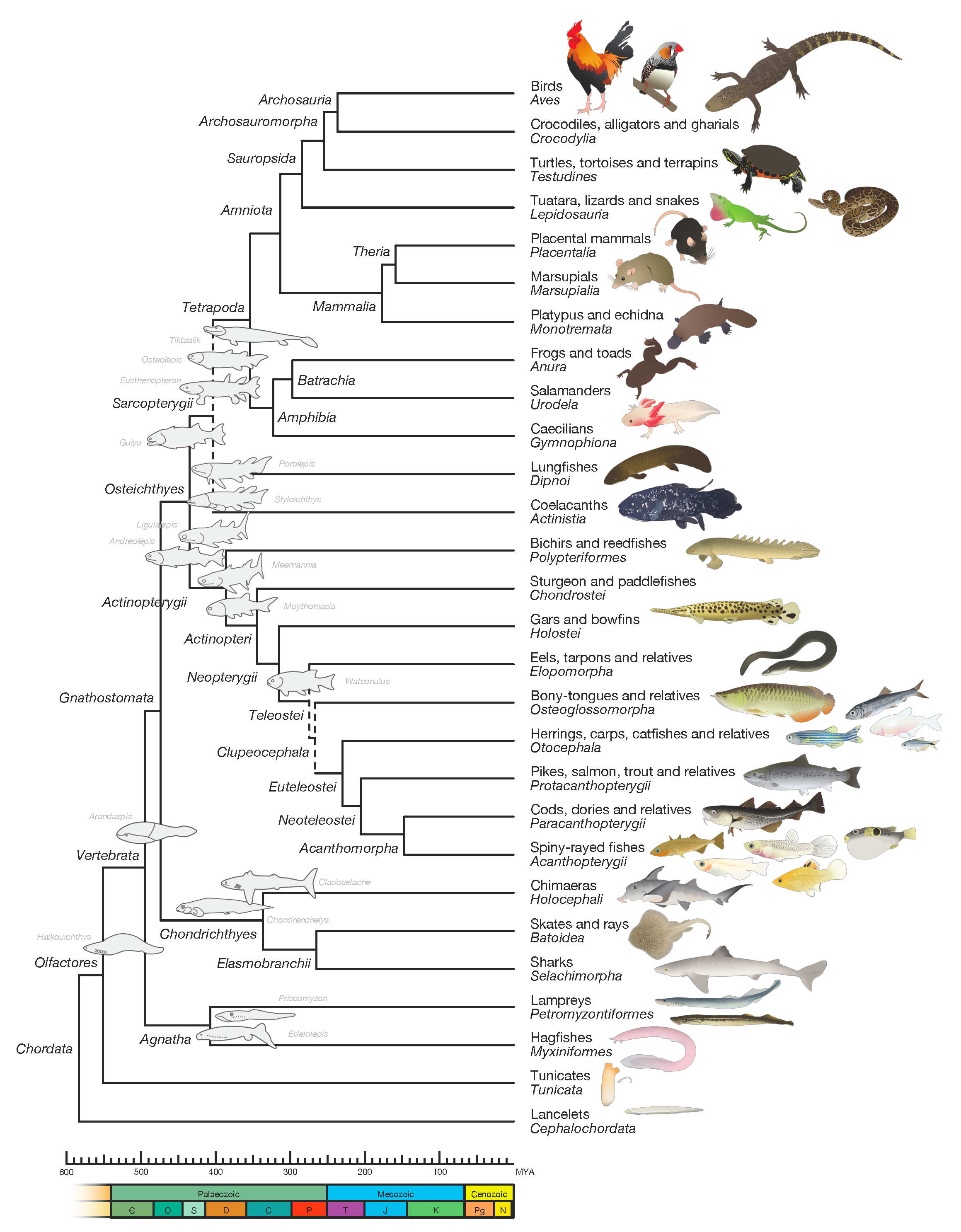 Amemiya Lab – Comparative Genomics & EvoDevo of Vertebrate Innovations